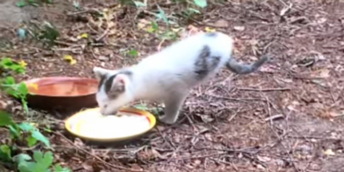 【海外】「2本脚で歩く子猫に出会った女性 — 彼が特別な理由とは？」 - Faddist! -海外の楽しいニュースを紹介しています-