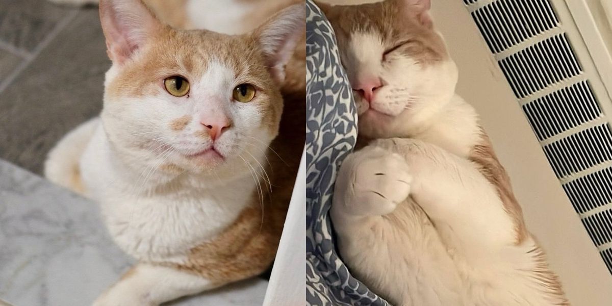 【海外】「出会った人全員を歓迎する野良猫、室内では王様の生活を追求する！」 - Faddist! -海外の楽しいニュースを紹介しています-