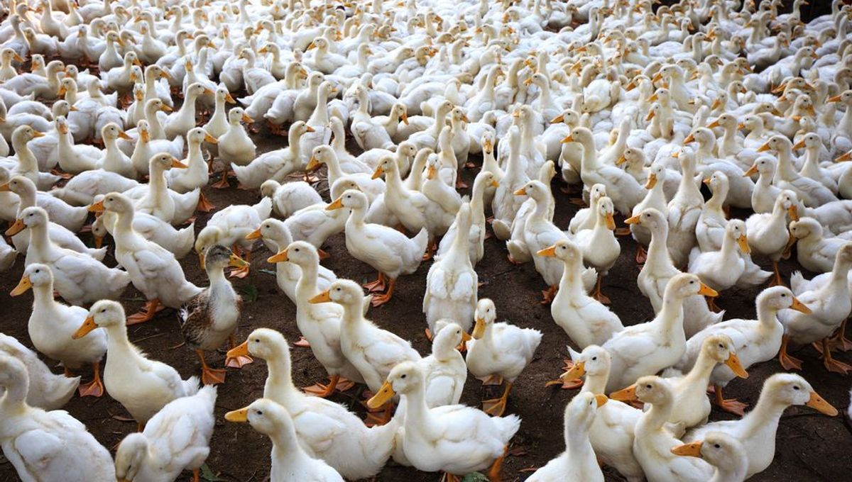 【海外】英国で確認された珍しい人間の鳥インフルエンザ症例とは？最新情報とその影響に迫る！ - Faddist! -海外の楽しいニュースを紹介しています-