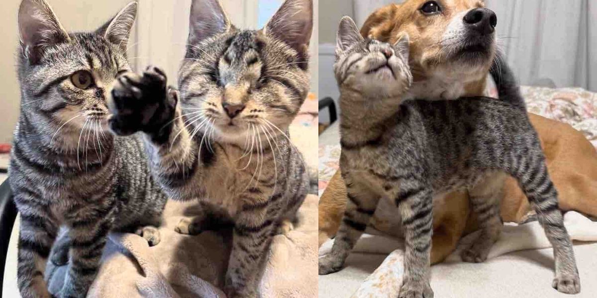 【海外】盲目の子猫が別の猫のケージに侵入！友情を求める姿に胸キュンのストーリー - Faddist! -海外の楽しいニュースを紹介しています-