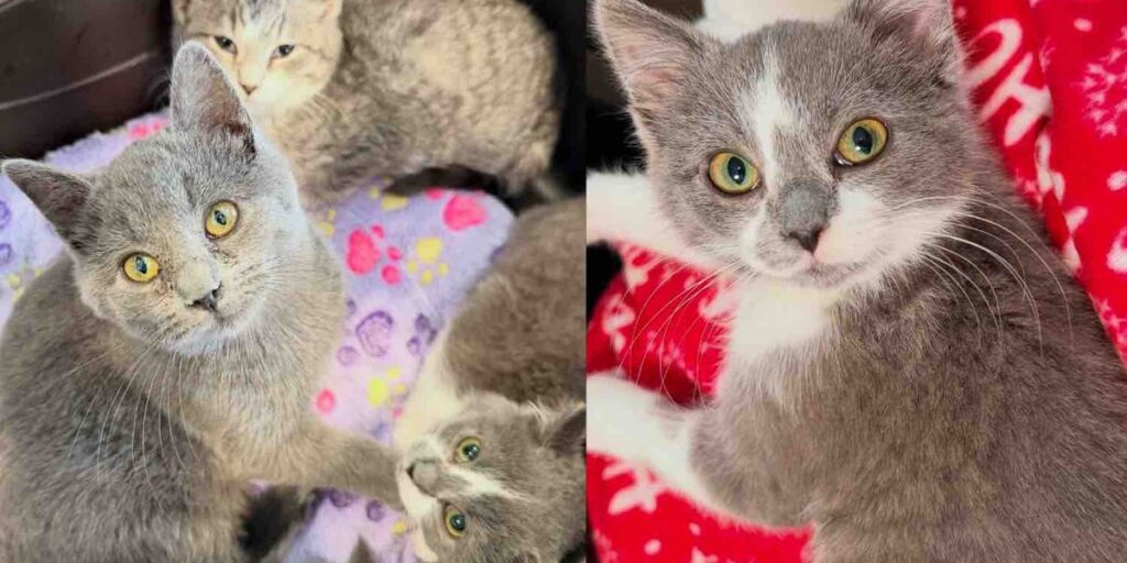 【海外】子猫が兄弟猫の励ましで信頼を学び、幸せな結末を迎えた感動ストーリー！ - Faddist! -海外の楽しいニュースを紹介しています-