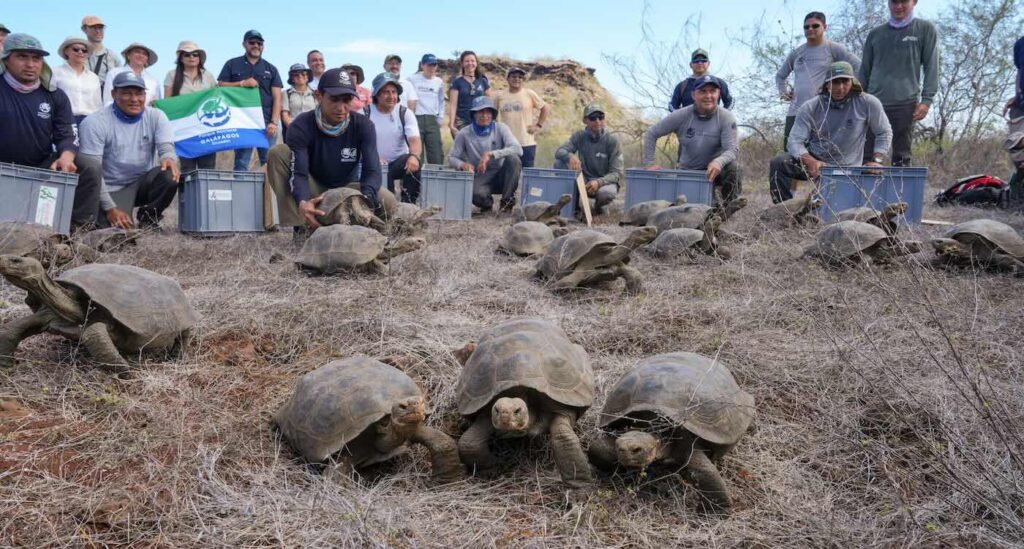 【海外】「180年ぶりに絶滅から復活！ガラパゴス島で Releasedされた158匹の巨大希少ゾウガメの物語」 - Faddist! -海外の ...