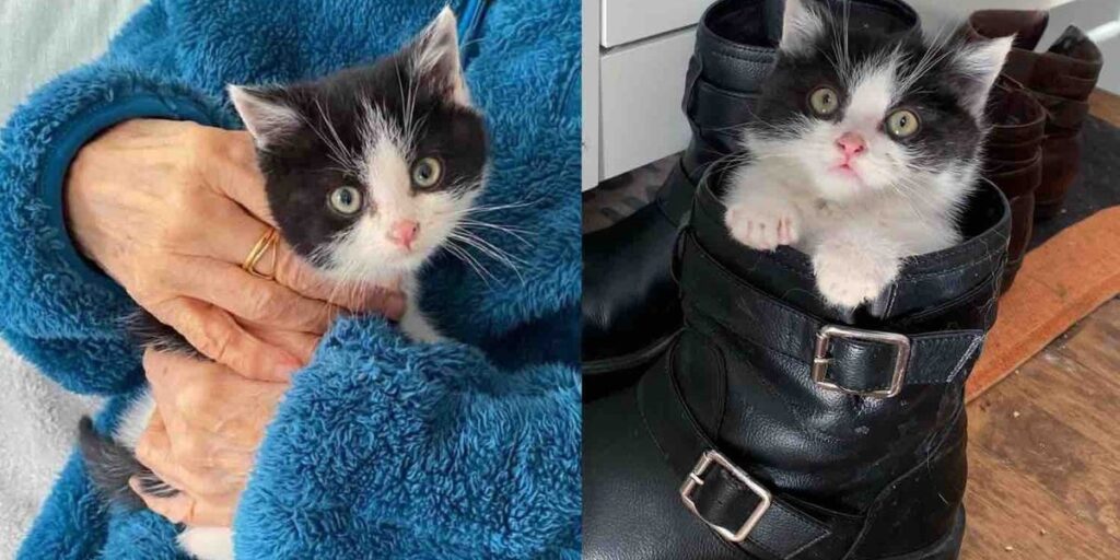 【海外】一夜で運命が変わった子猫、愛に包まれて幸せに暮らす！ - Faddist! -海外の楽しいニュースを紹介しています-