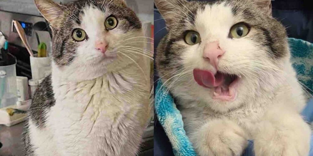 【海外】「野良猫、ついに家の快適さを手に入れる！幸せな新生活の始まり」 - Faddist! -海外の楽しいニュースを紹介しています-