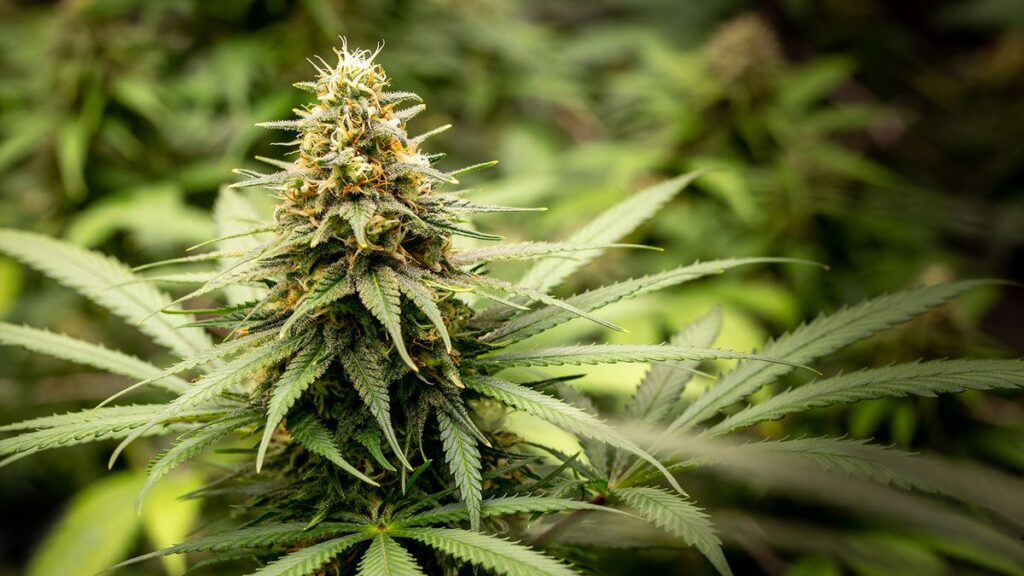【海外】「大麻の種類は4つに分類される！あなたにぴったりの品種を見つけよう」 - Faddist! -海外の楽しいニュースを紹介しています-