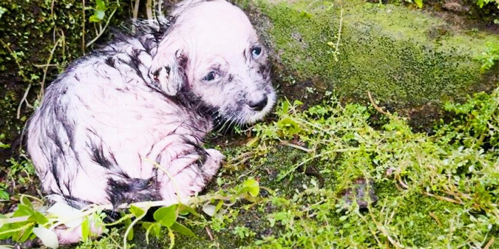 【海外】街の犬を飼うことがライフスタイルに？愛犬家アンニカの新たな冒険！ - Faddist! -海外の楽しいニュースを紹介しています-